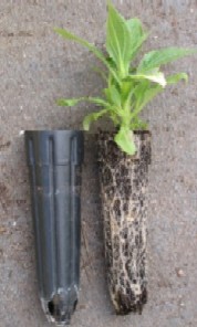 Container Explanation – The Watershed Nursery