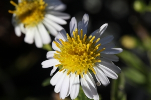 Symphyotrichum chilense – The Watershed Nursery