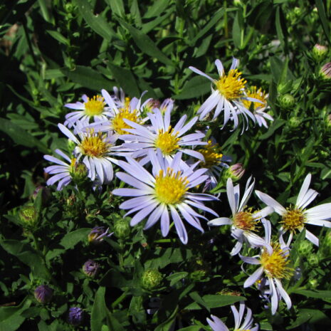 Symphyotrichum chilense – The Watershed Nursery Cooperative