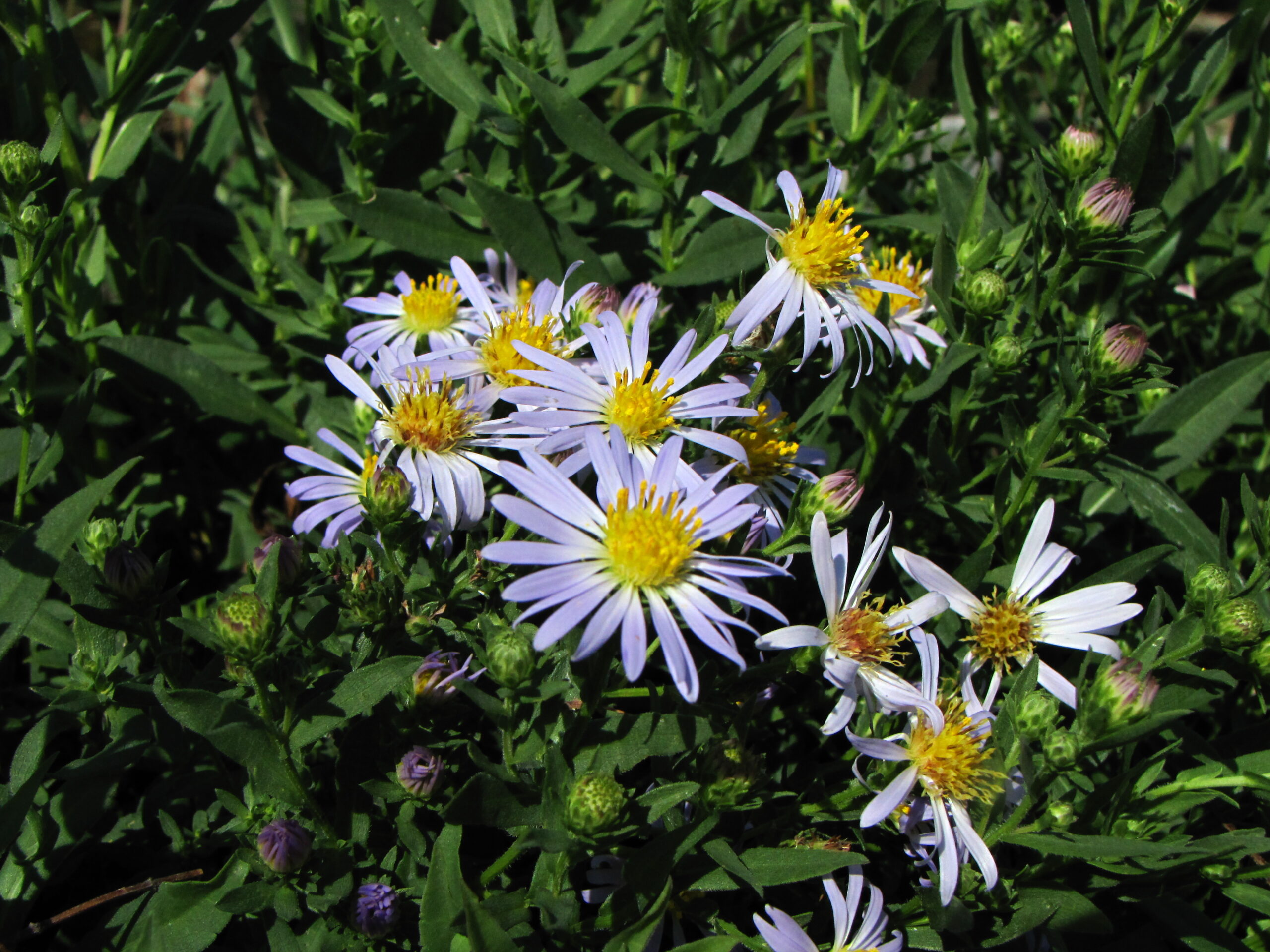 Symphyotrichum chilense – The Watershed Nursery Cooperative