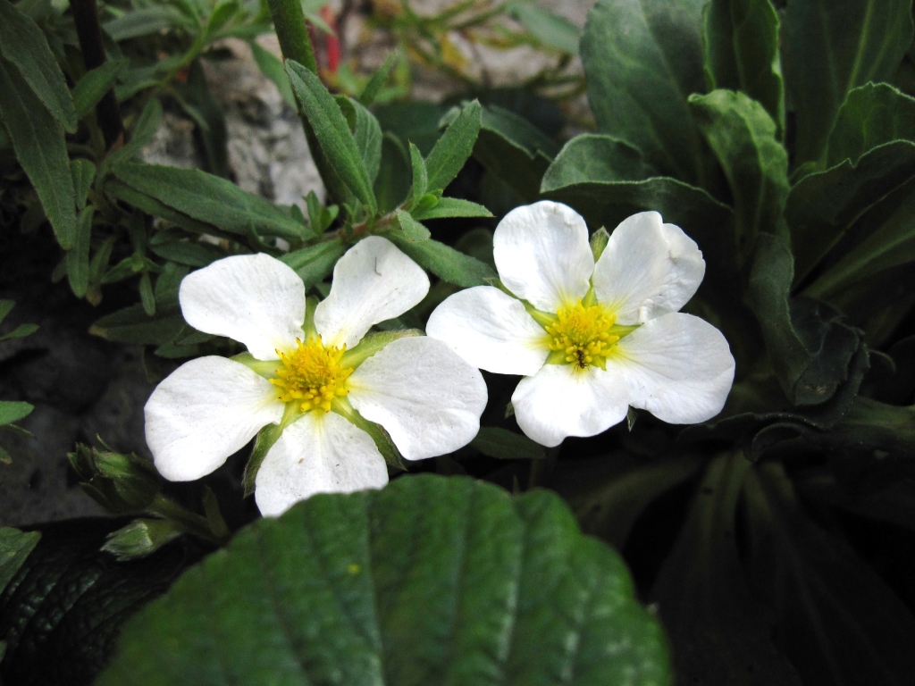Fragaria chiloensis – The Watershed Nursery