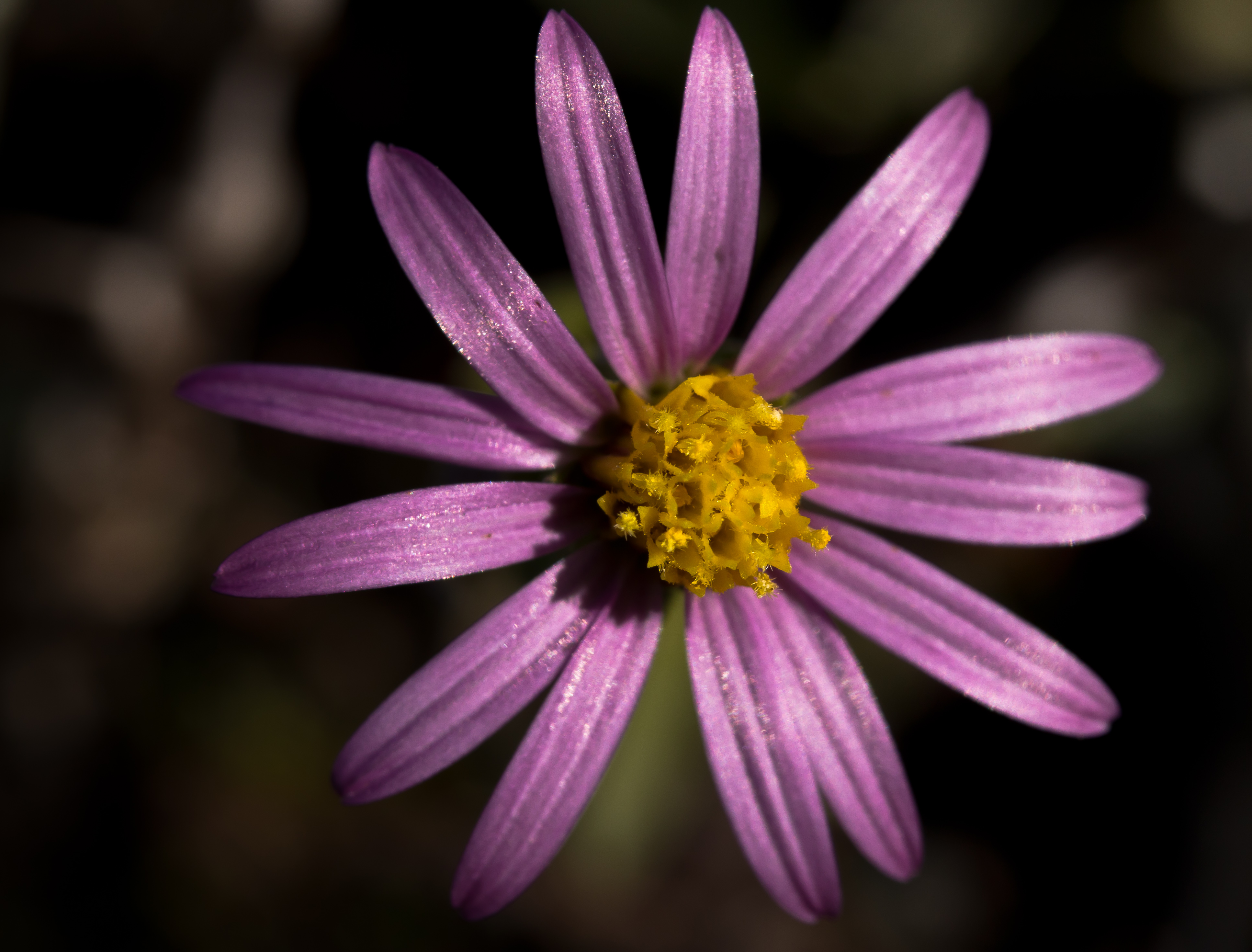 Corethrogyne filaginifolia – The Watershed Nursery