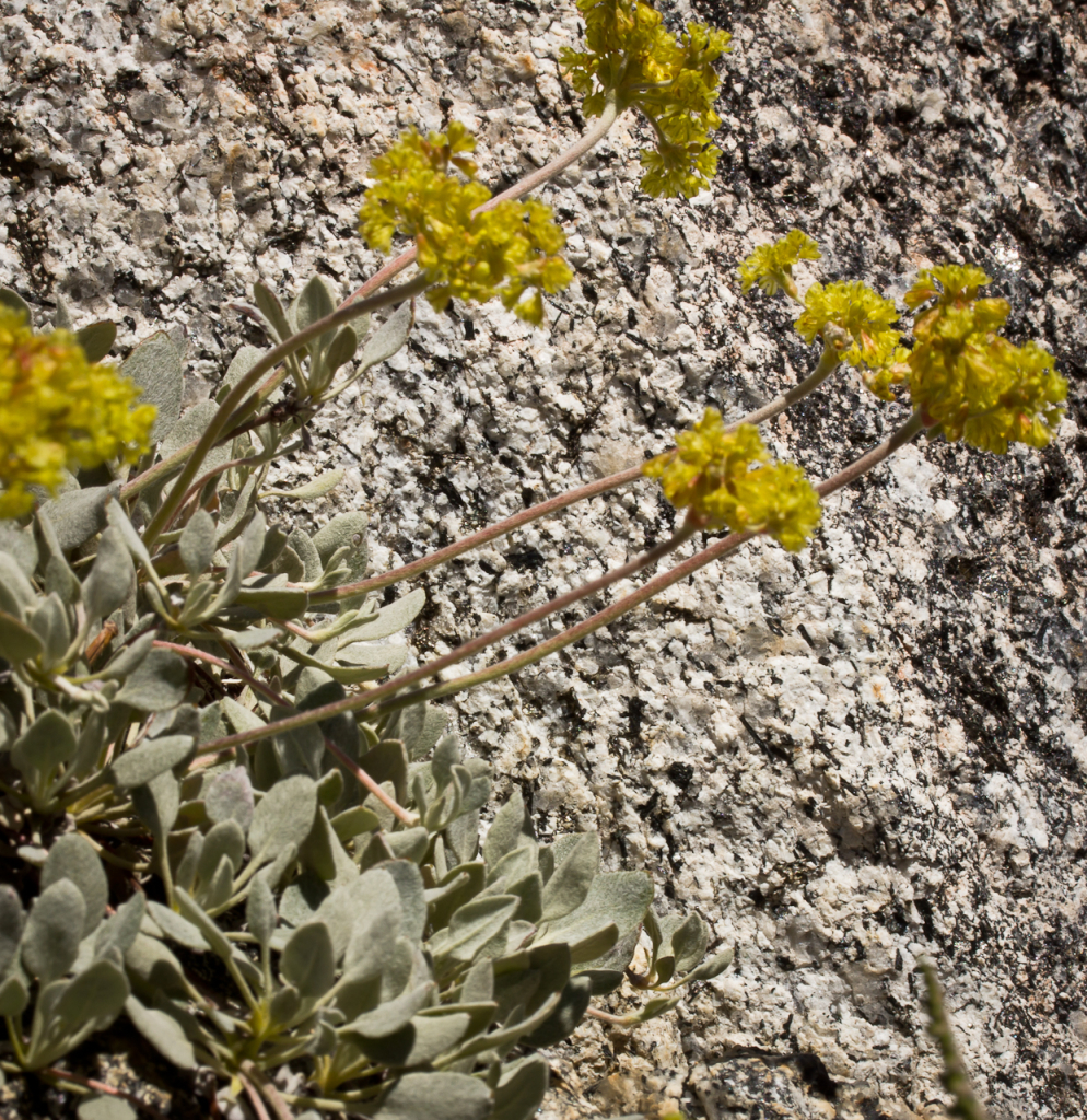 Eriogonum umbellatum – The Watershed Nursery