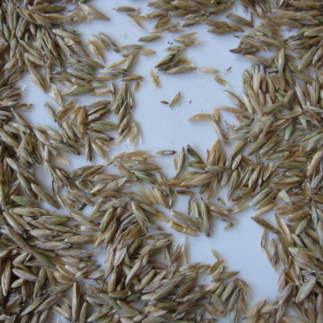 Melica californica – The Watershed Nursery Cooperative