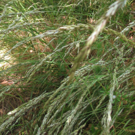 Melica californica – The Watershed Nursery Cooperative