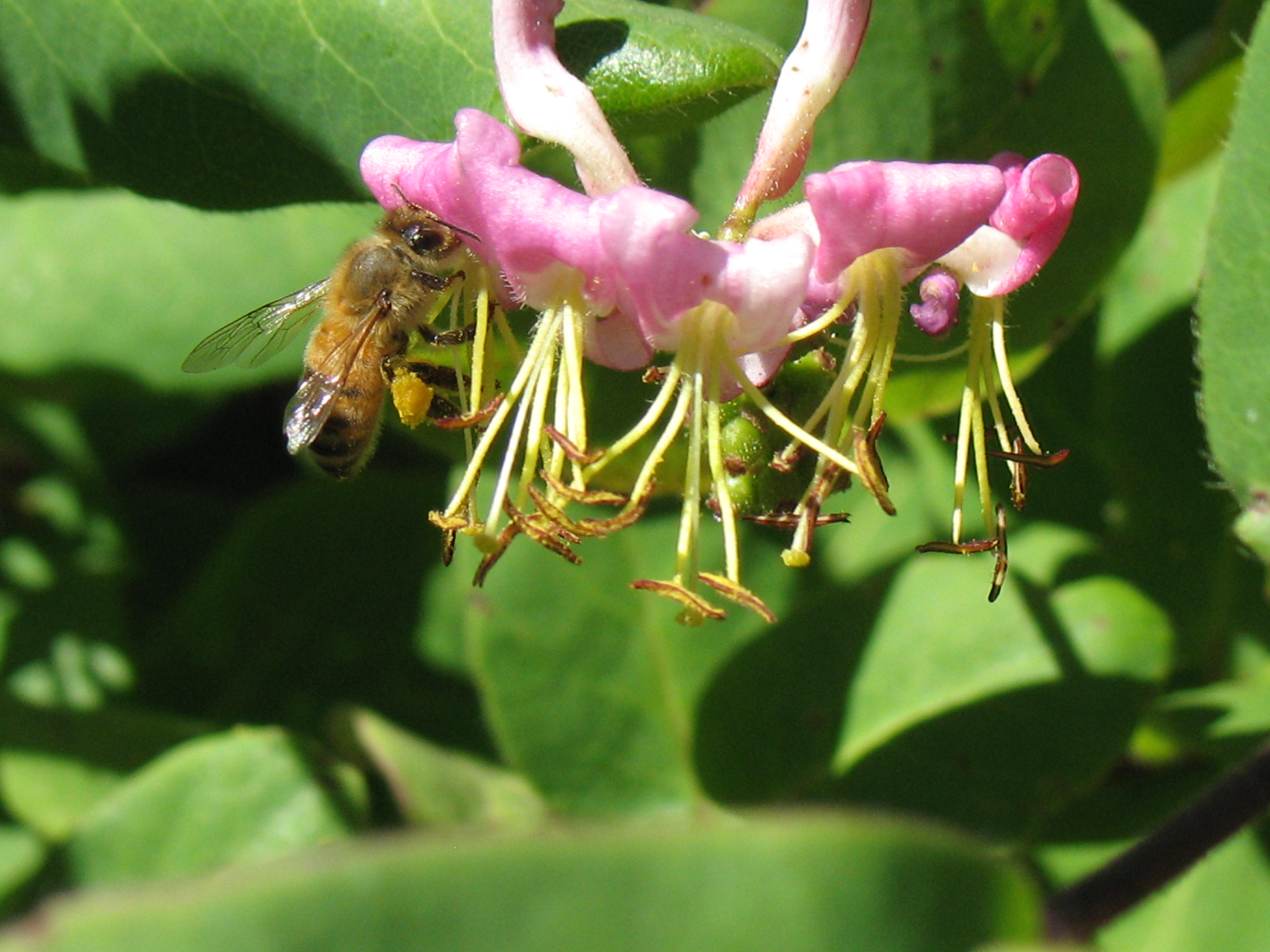 Lonicera hispidula – The Watershed Nursery