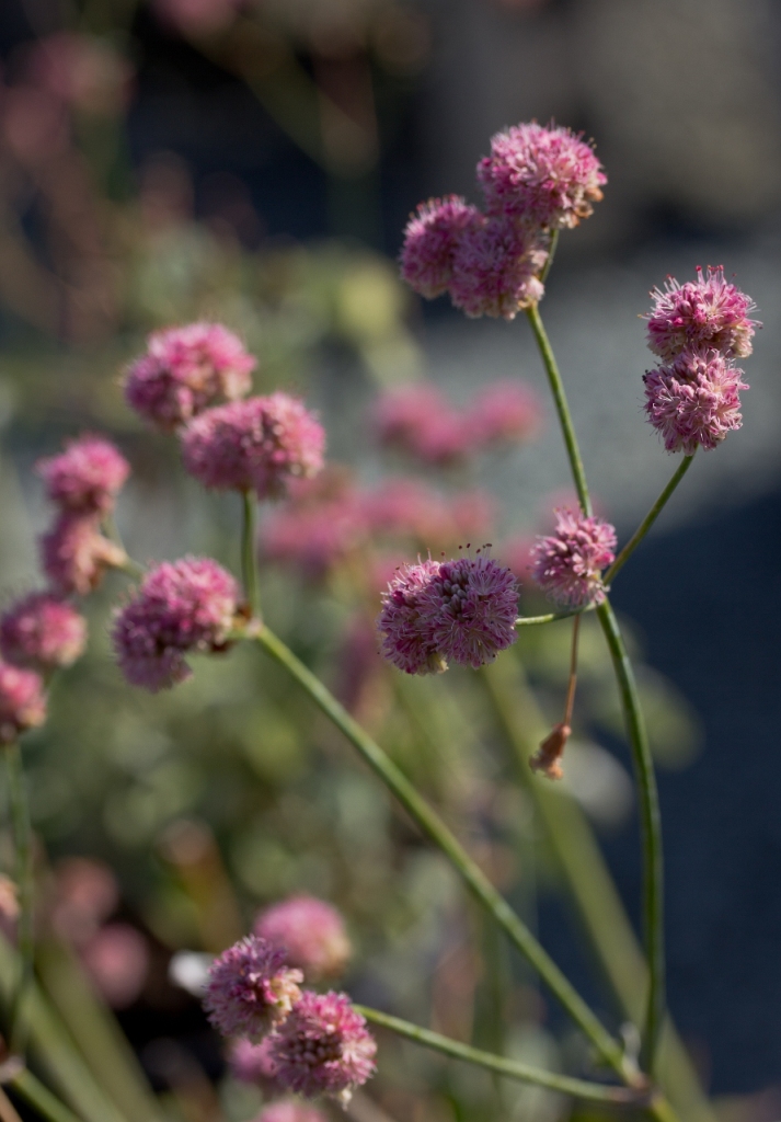 Eriogonum grande var. rubescens – The Watershed Nursery