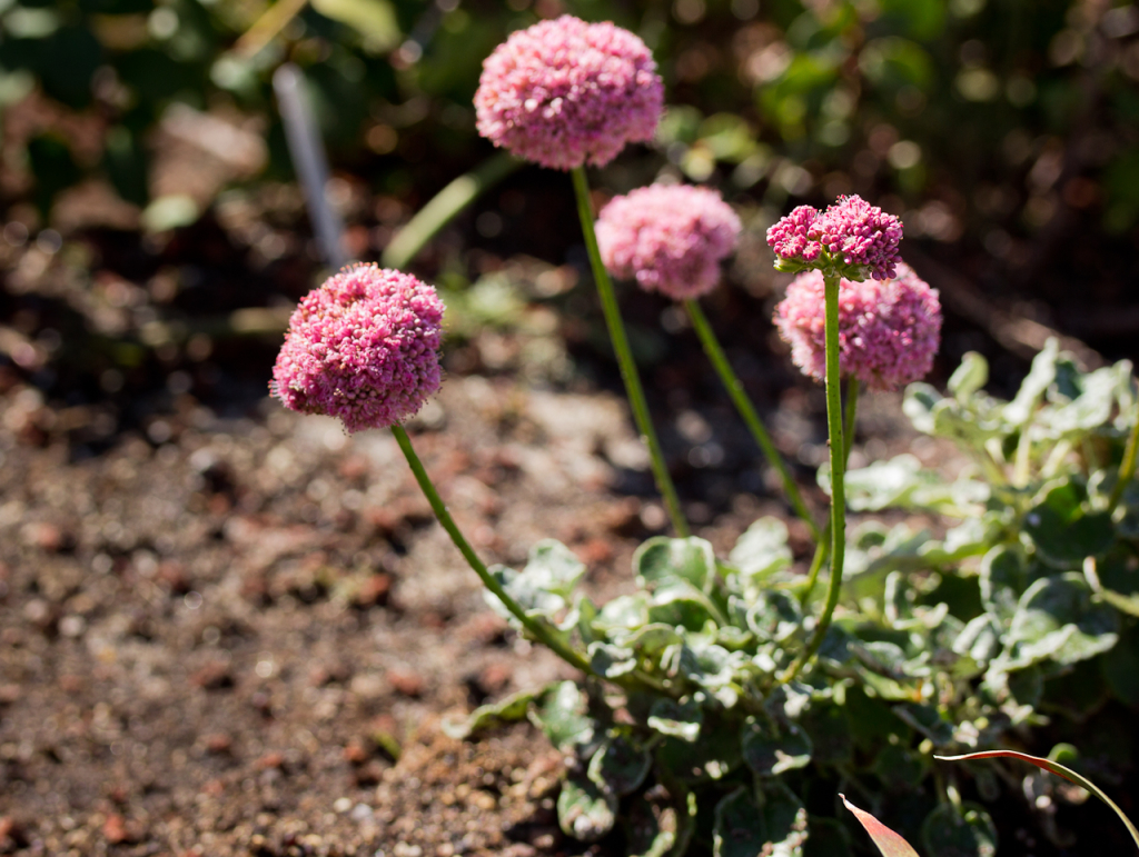 Eriogonum grande var. rubescens – The Watershed Nursery