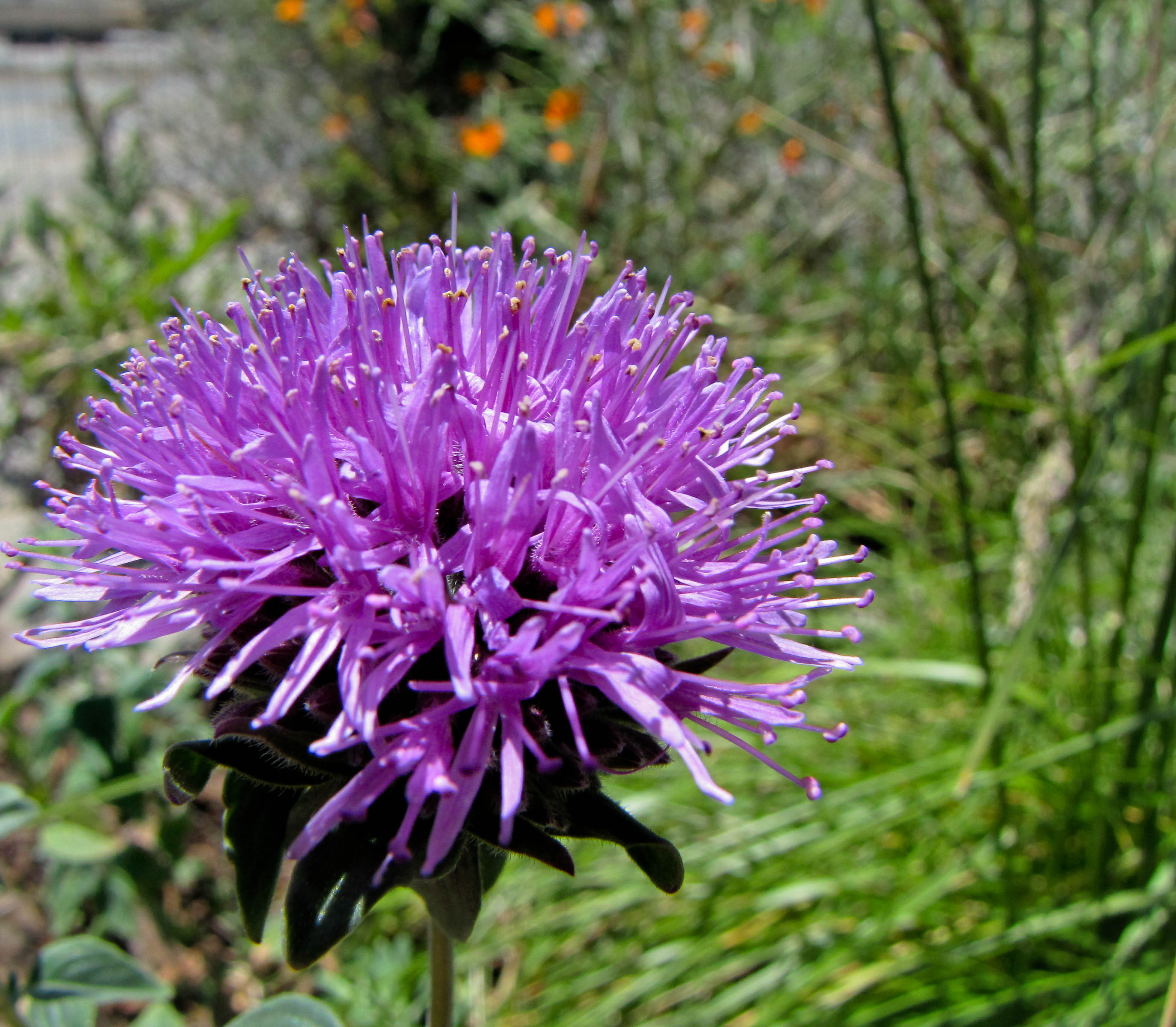 Monardella villosa – The Watershed Nursery