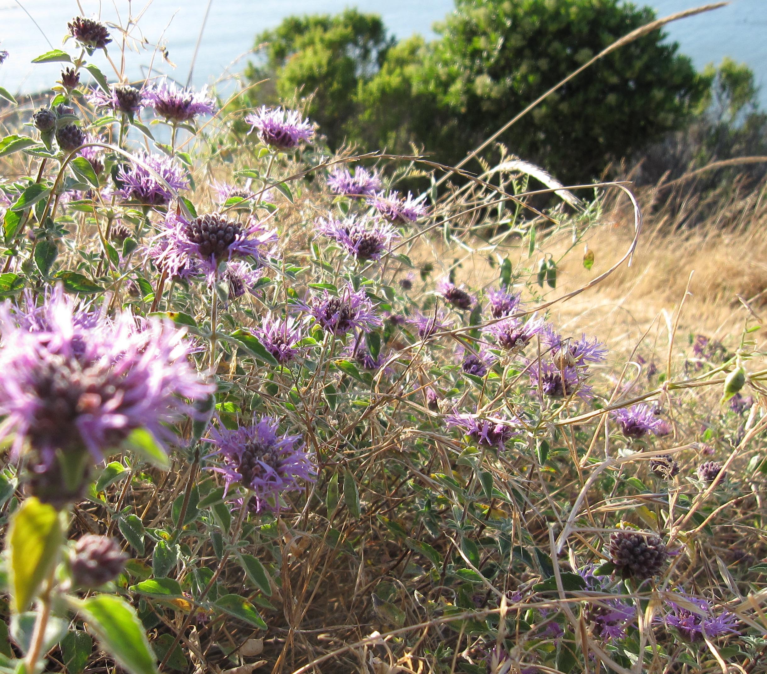 Monardella villosa – The Watershed Nursery
