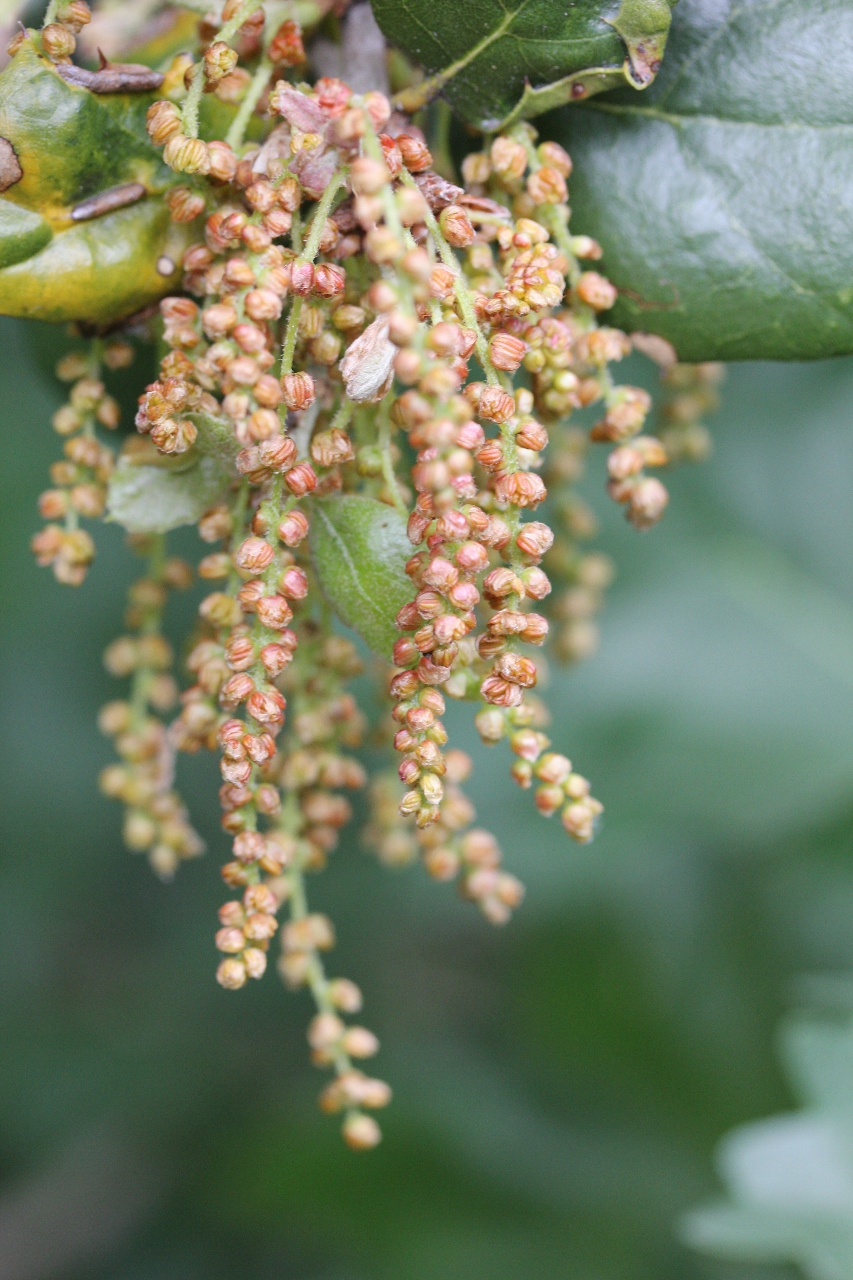Quercus lobata – The Watershed Nursery