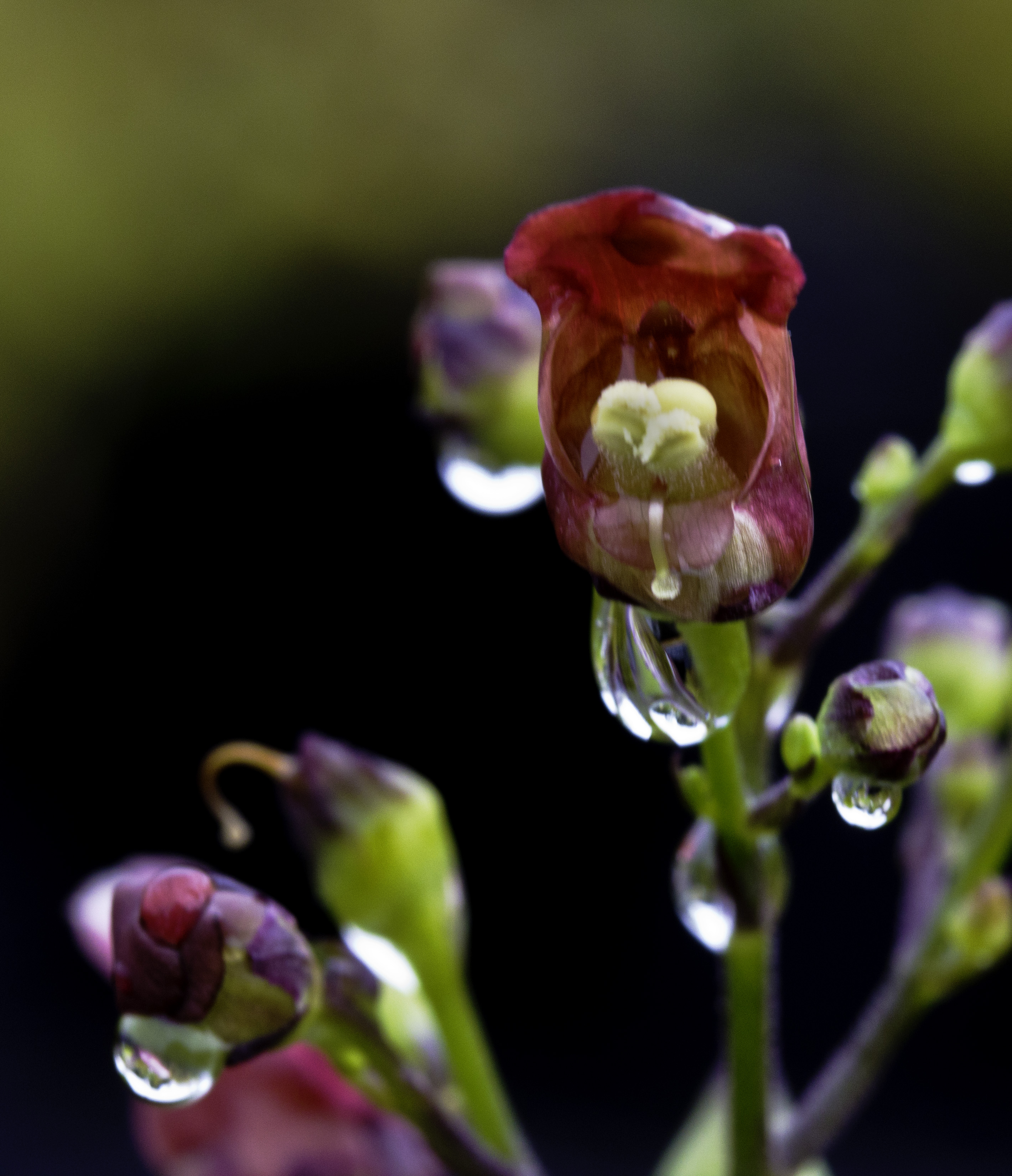 Scrophularia californica – The Watershed Nursery
