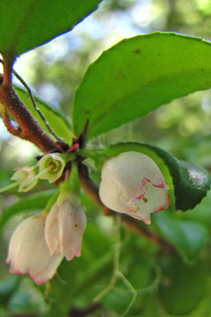 Vaccinium ovatum – The Watershed Nursery
