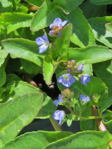 Veronica americana – The Watershed Nursery