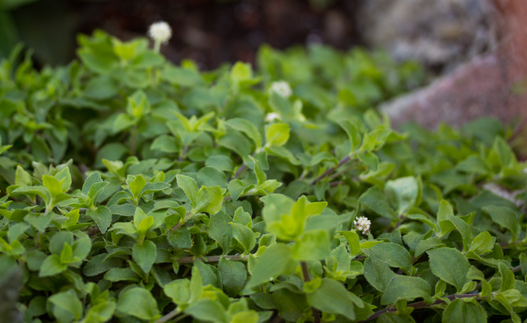 Whipplea modesta – The Watershed Nursery