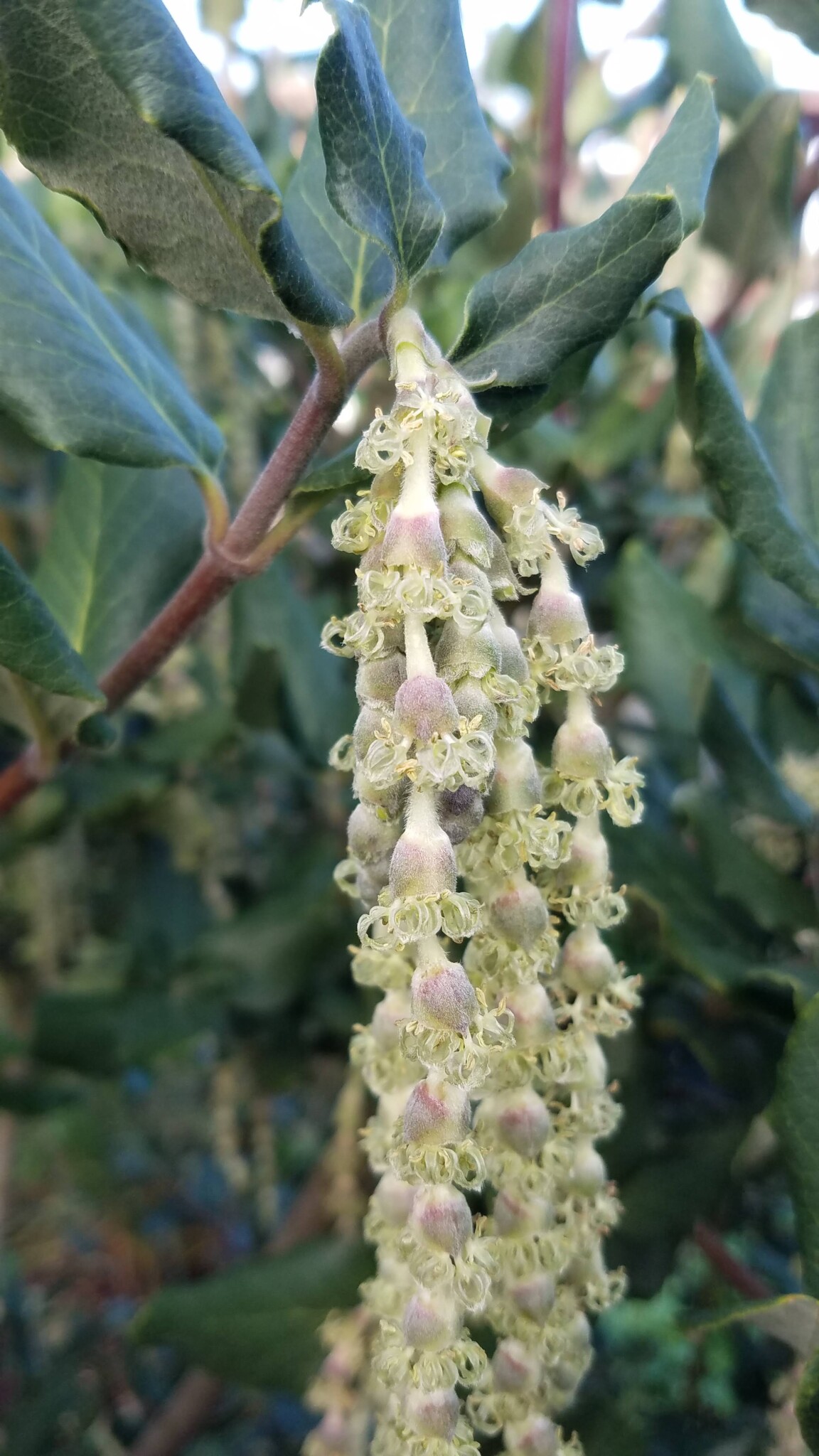 Garrya elliptica – The Watershed Nursery