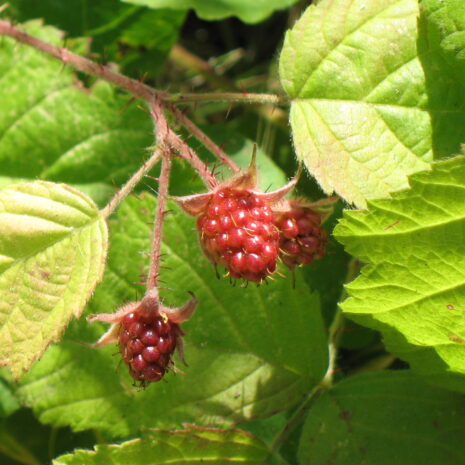 Rubus ursinus – The Watershed Nursery Cooperative