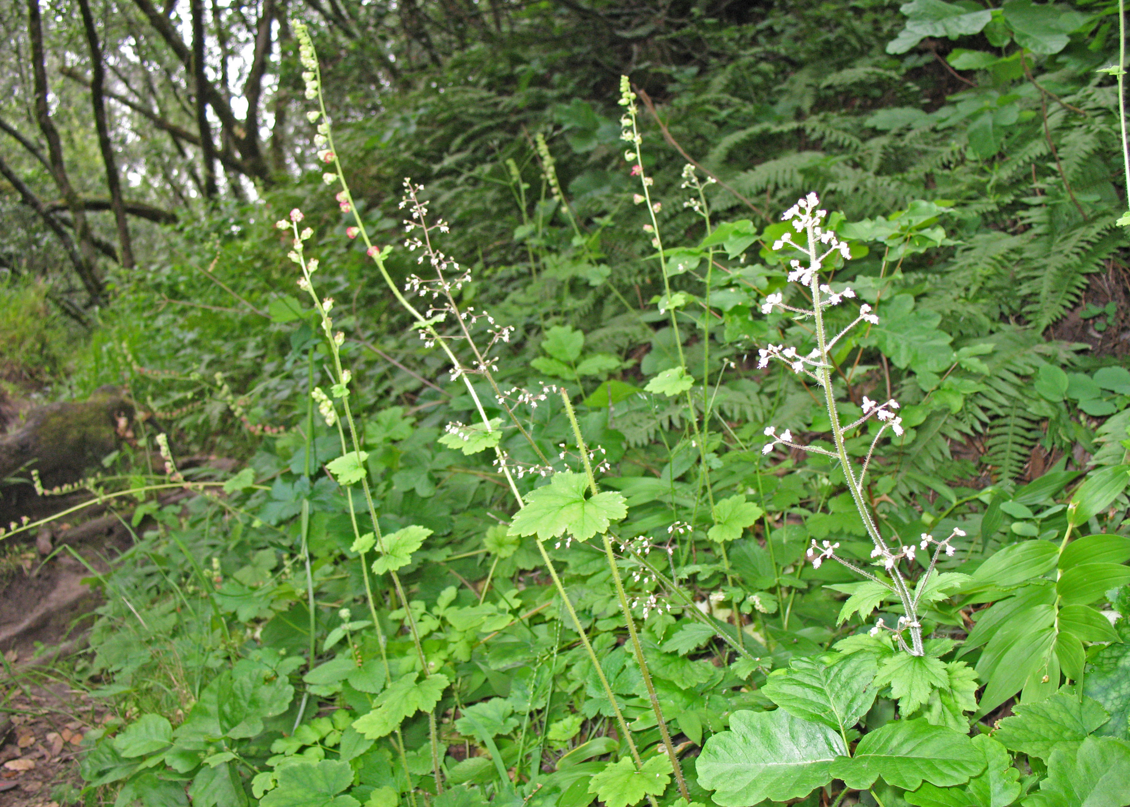 Tellima - Alchetron, The Free Social Encyclopedia