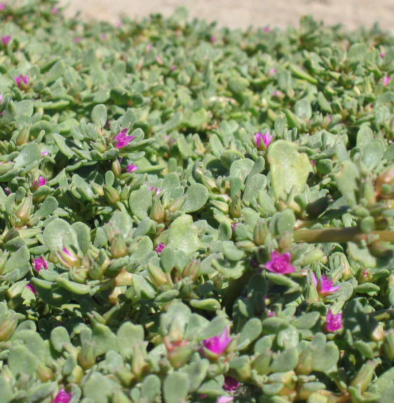 Sesuvium verrucosum – The Watershed Nursery