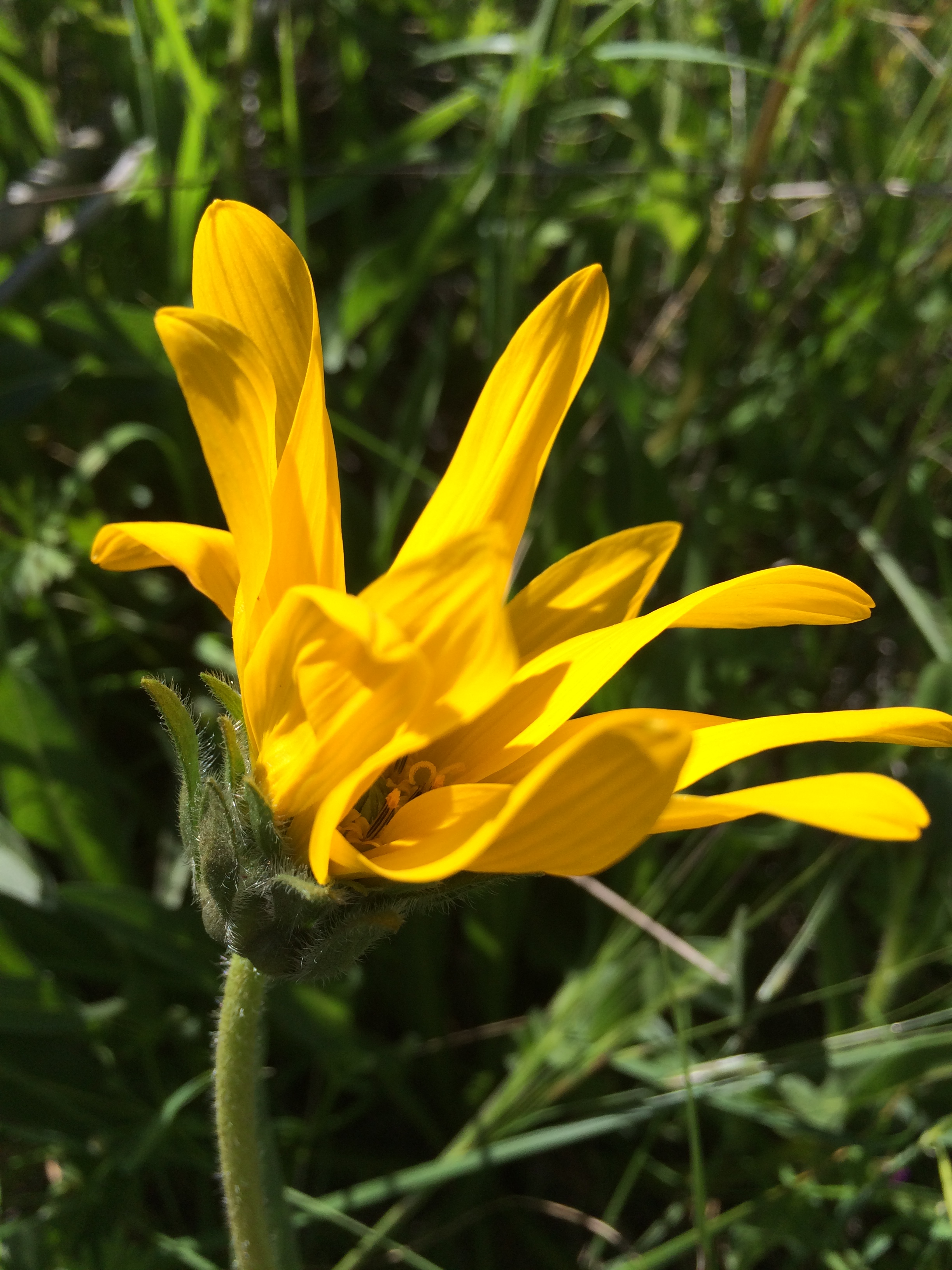 Wyethia angustifolia – The Watershed Nursery