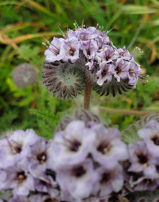 Calandrinia ciliata – The Watershed Nursery