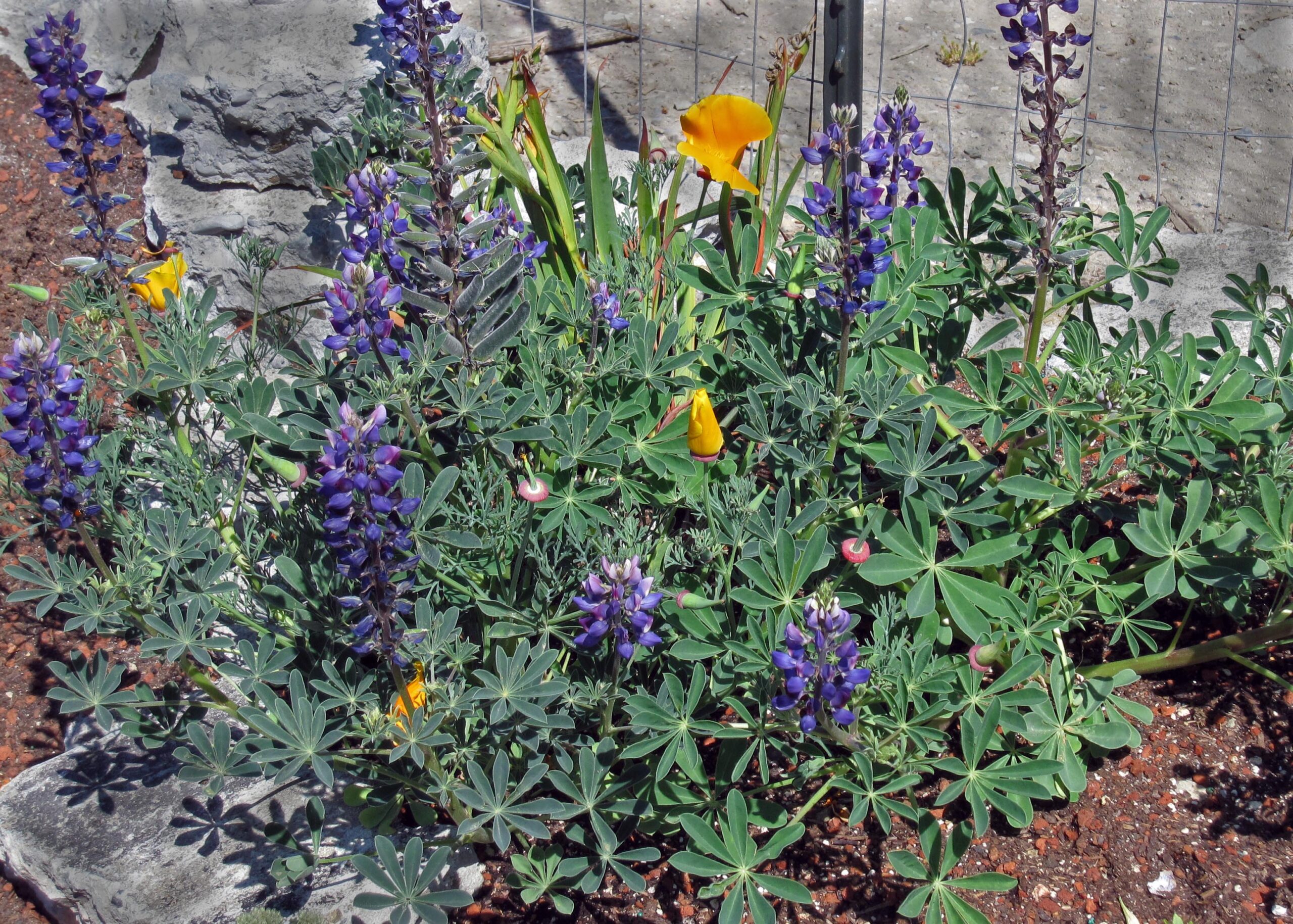 Lupinus Succulentus