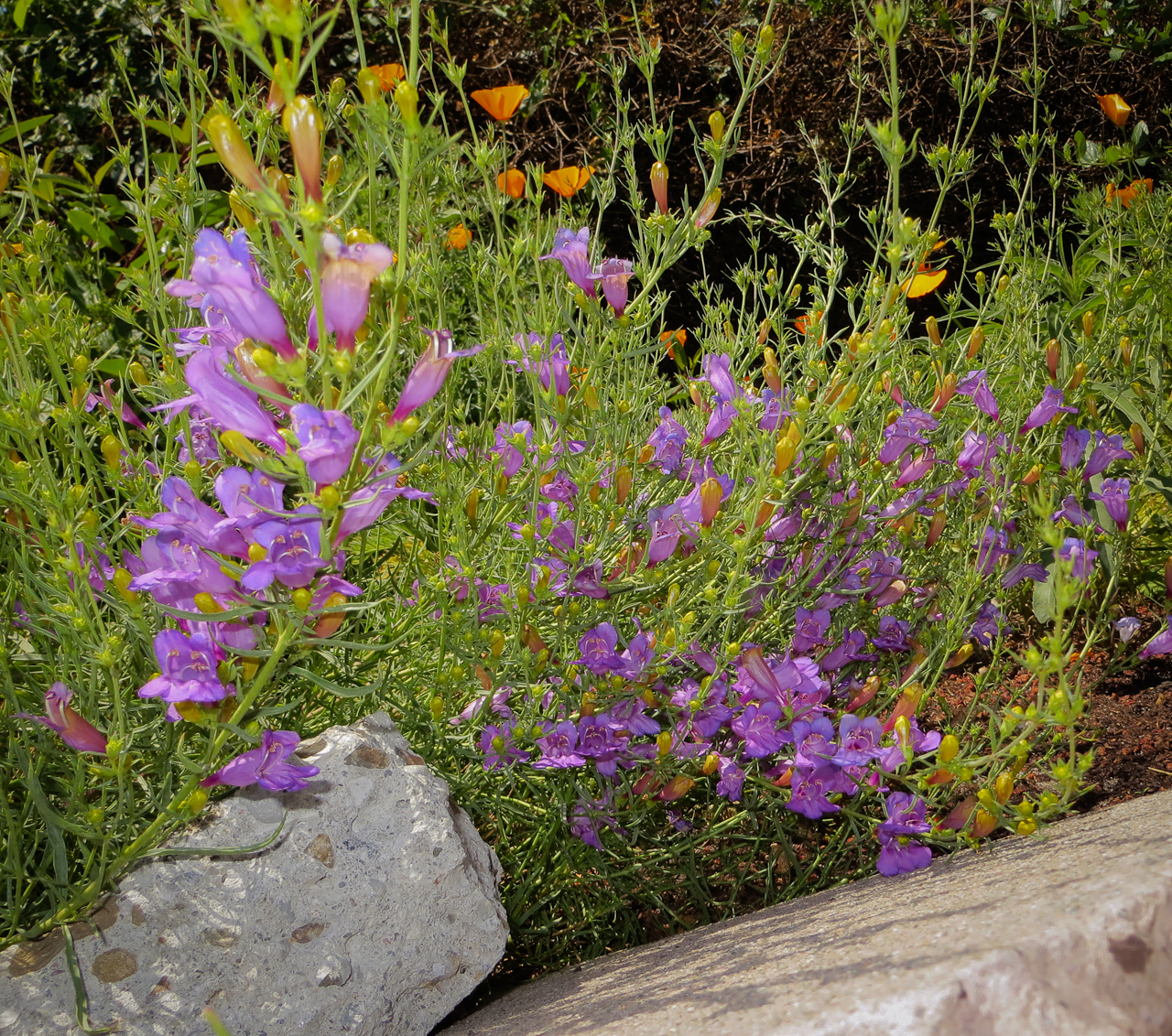 Penstemon heterophyllus – The Watershed Nursery