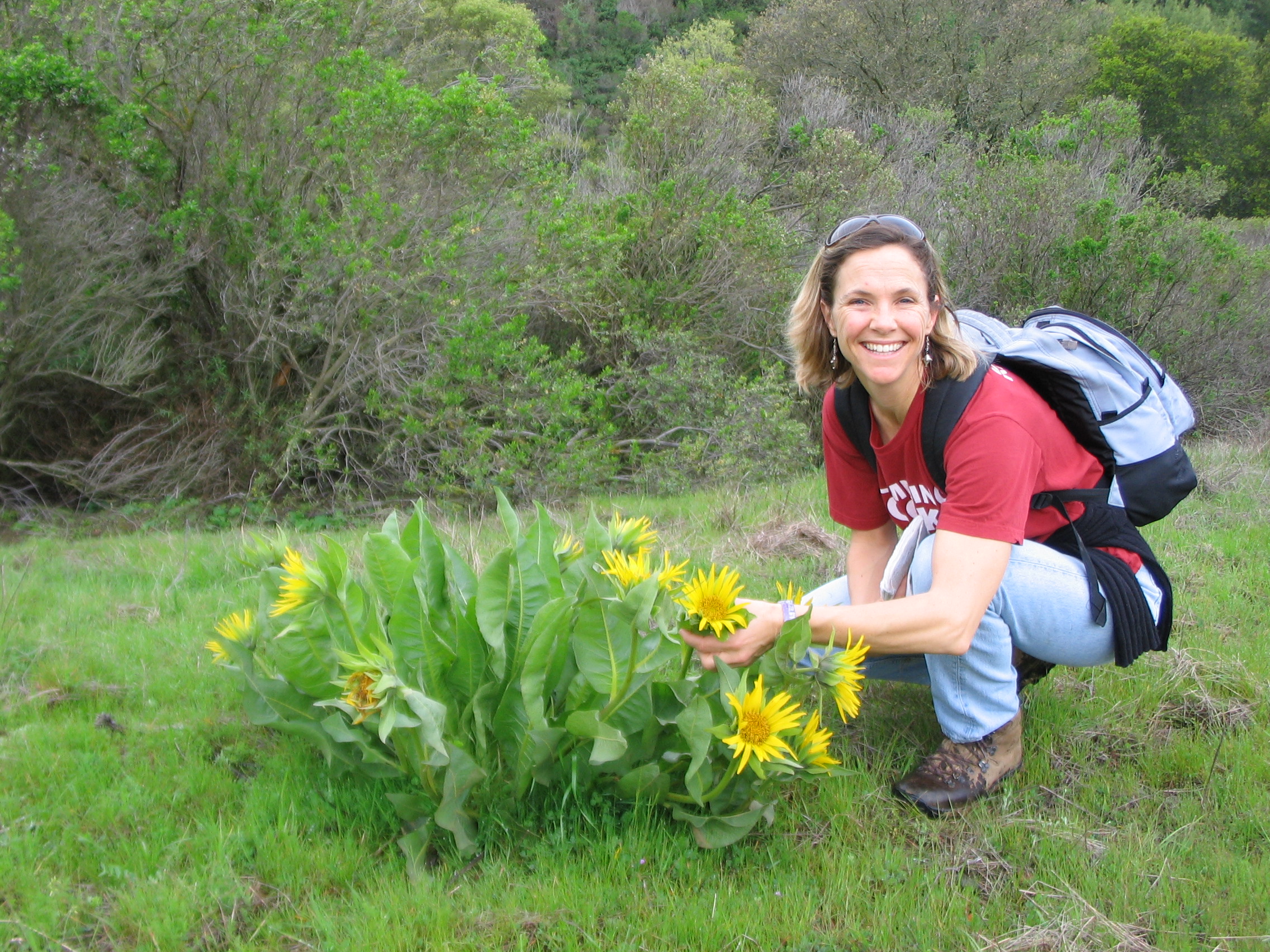 Wyethia - Alchetron, The Free Social Encyclopedia
