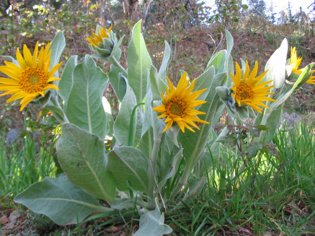 Wyethia helenioides – The Watershed Nursery