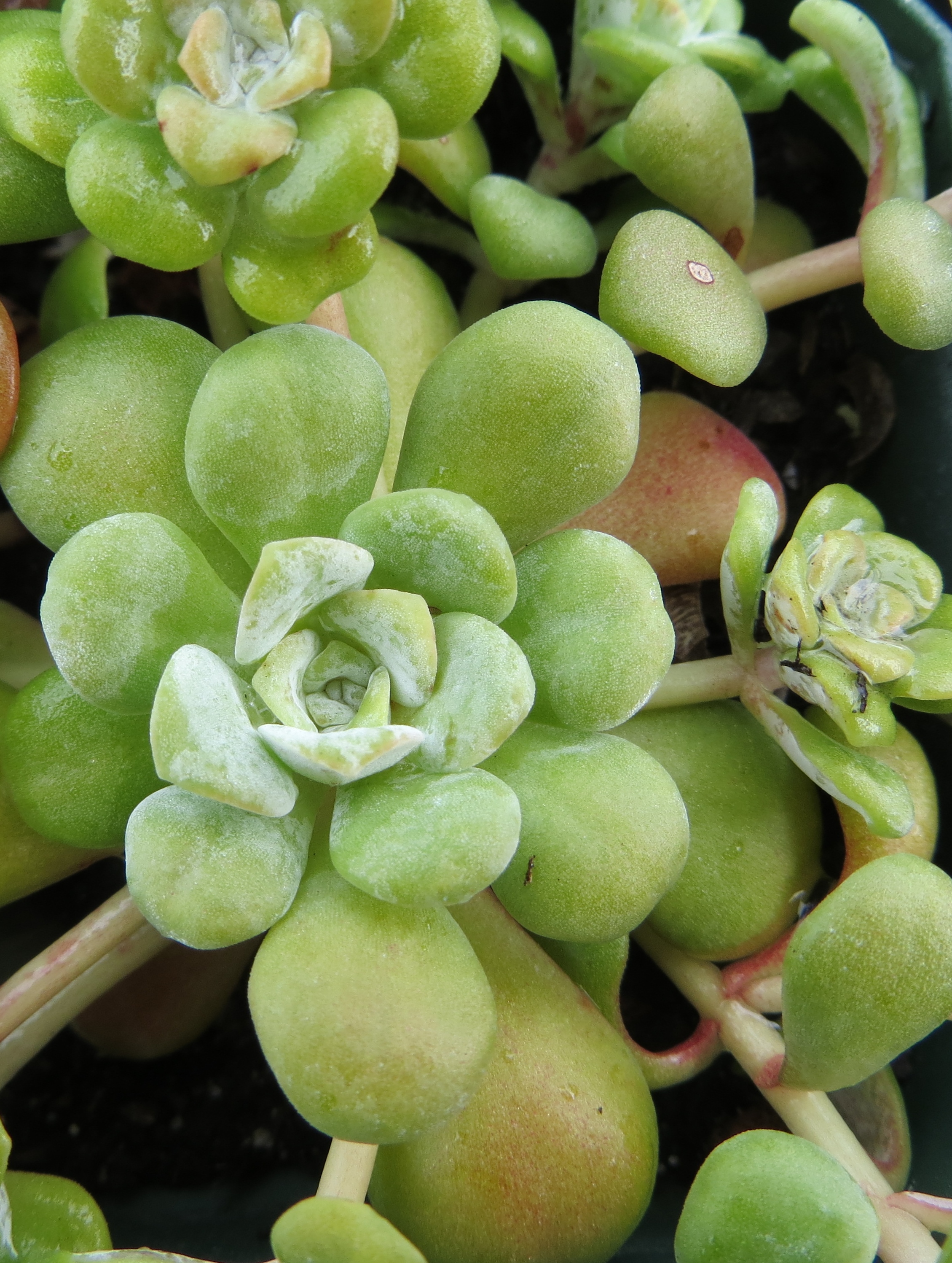 Sedum spathulifolium – The Watershed Nursery