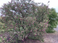 Chilopsis linearis – The Watershed Nursery