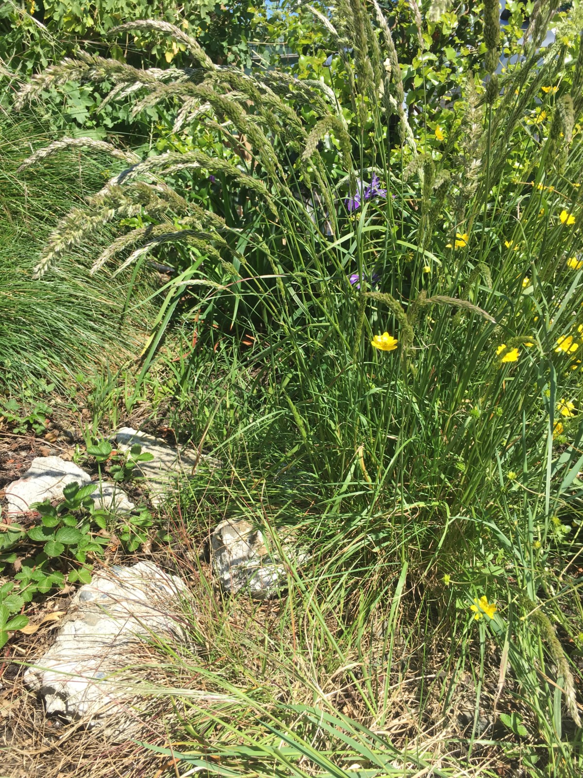 Koeleria macrantha – The Watershed Nursery