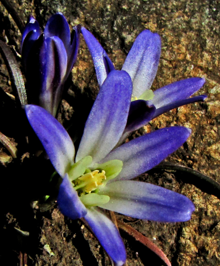 Brodiaea californica – The Watershed Nursery