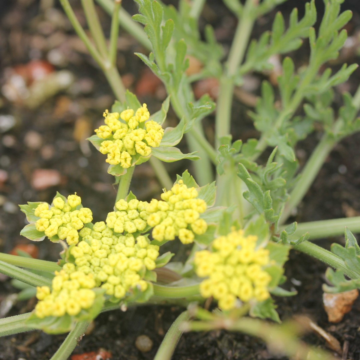 Lomatium utriculatum – The Watershed Nursery Cooperative