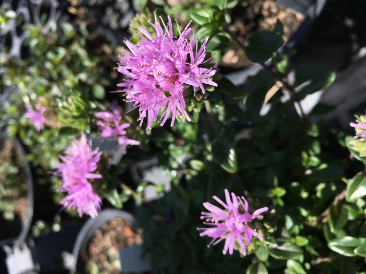 Monardella purpurea – The Watershed Nursery