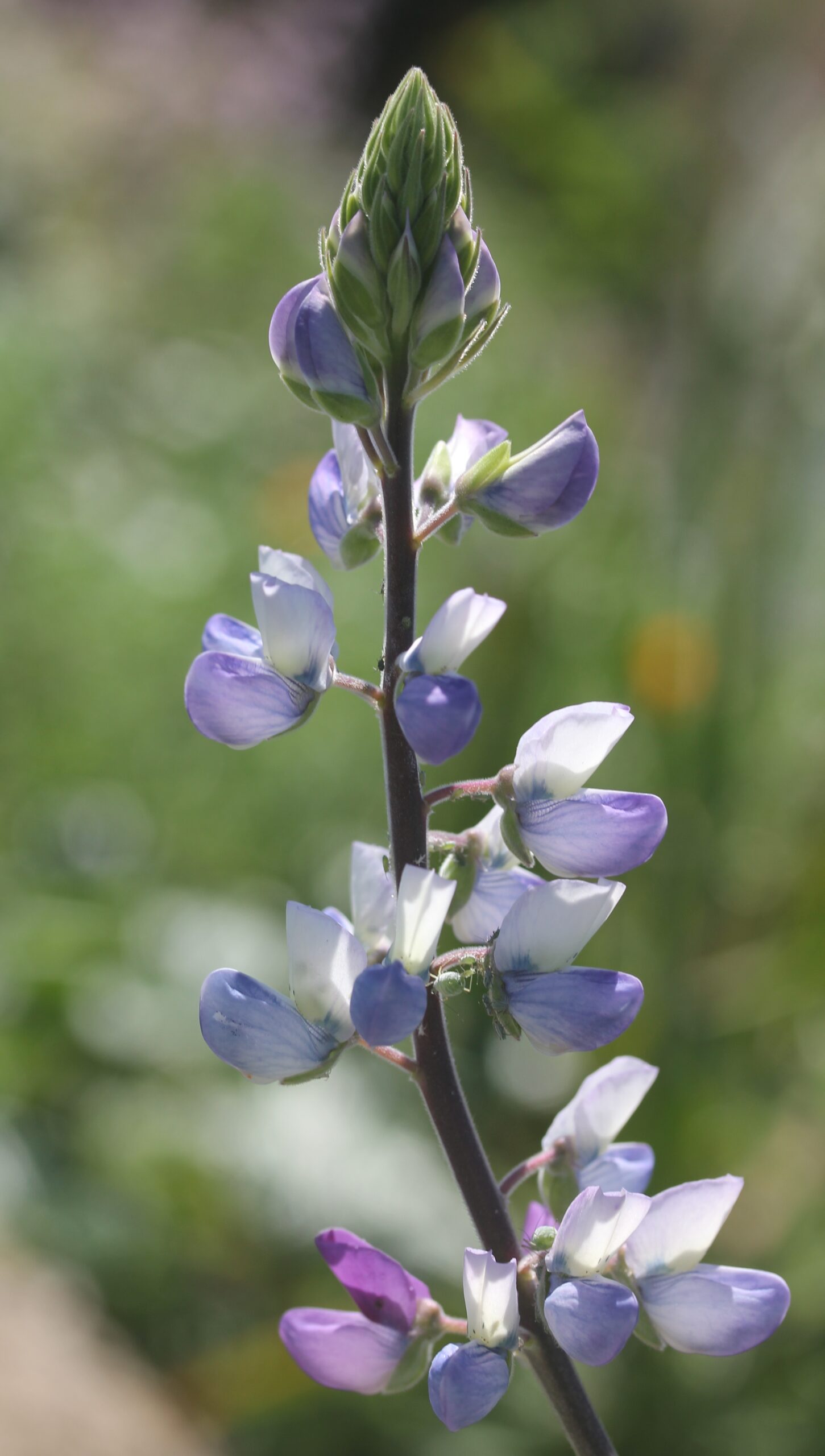 Tall Purple Flower Lupinus