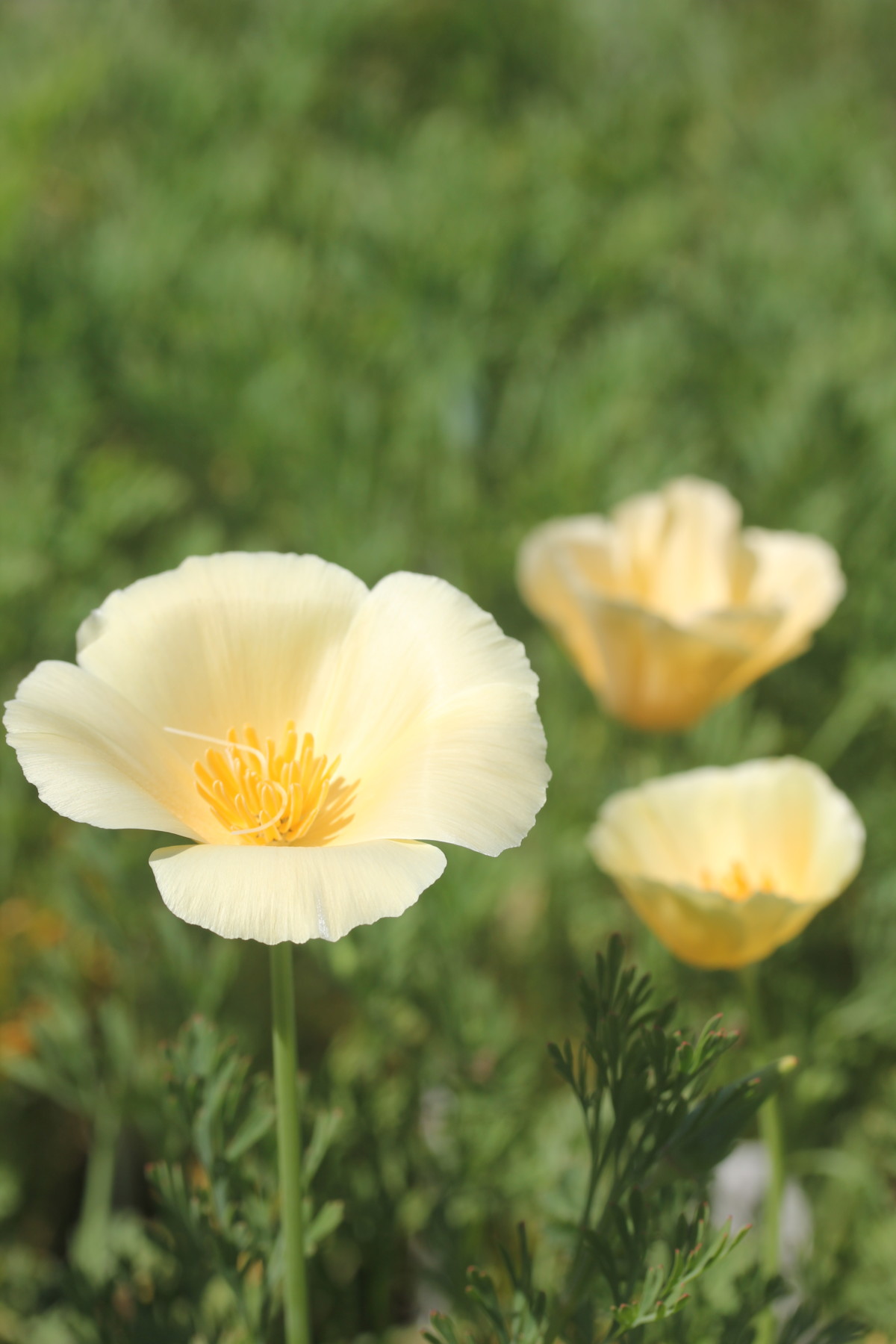 Eschscholzia californica ‘Moonglow’ – The Watershed Nursery