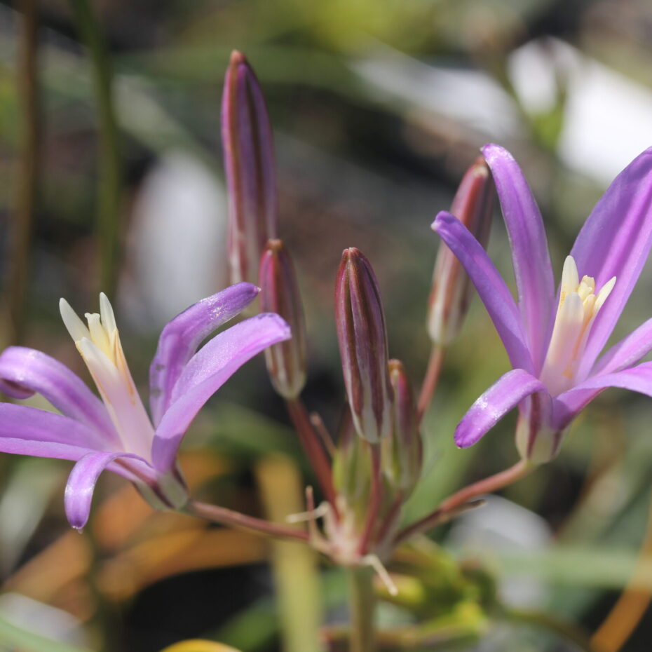 Brodiaea californica – The Watershed Nursery Cooperative