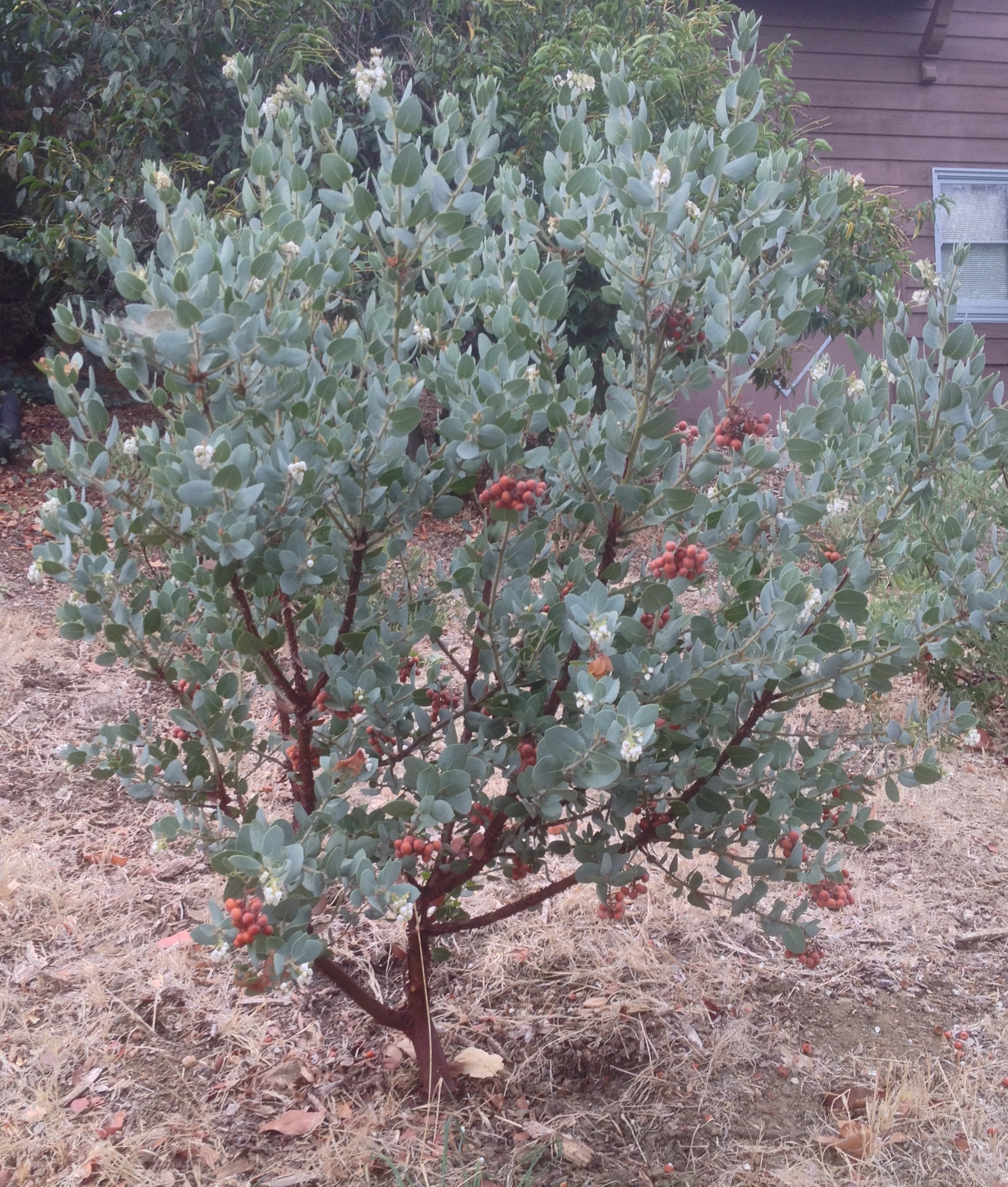 Arctostaphylos glauca – The Watershed Nursery Cooperative