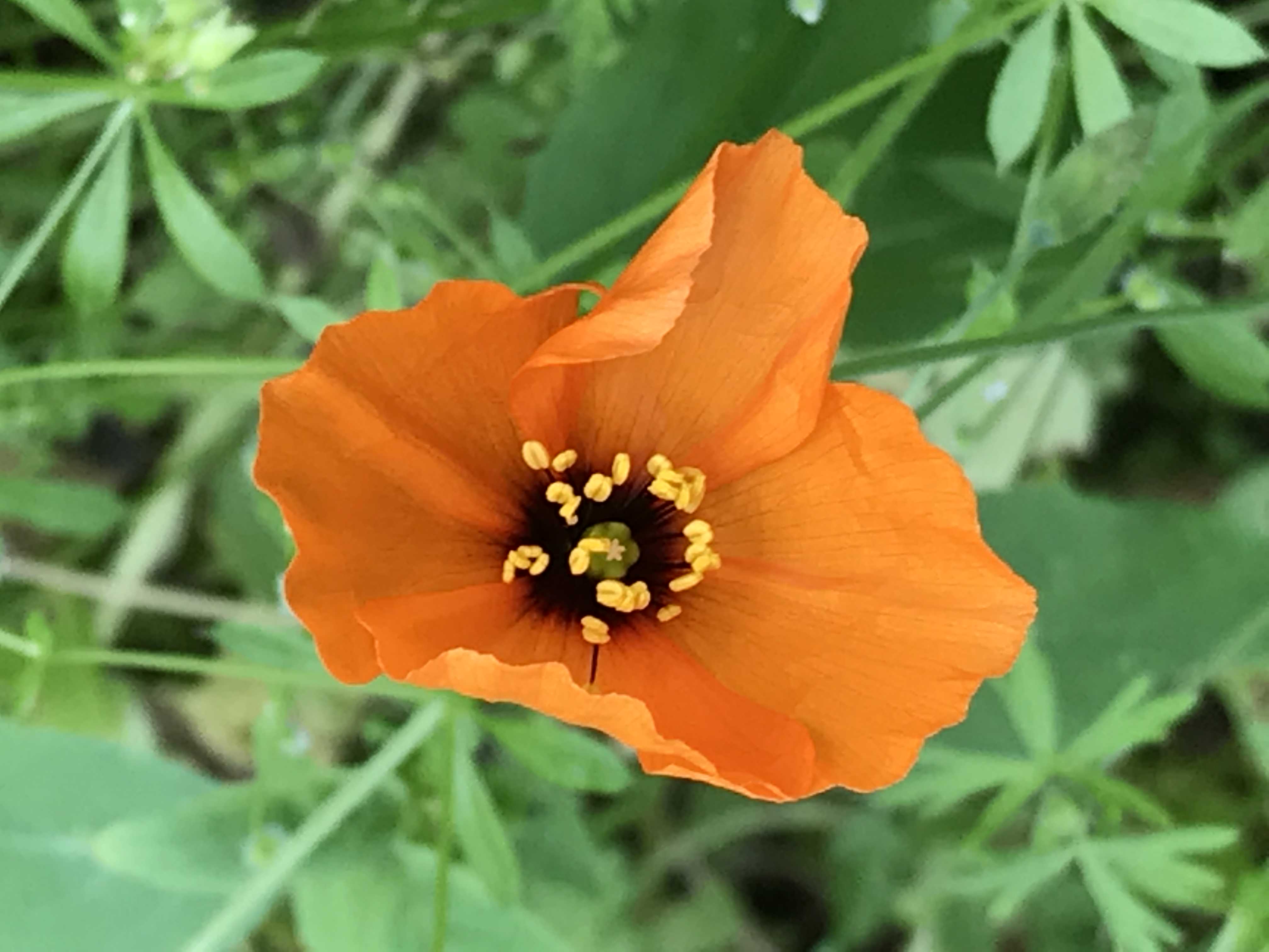 Papaver heterophyllum – The Watershed Nursery