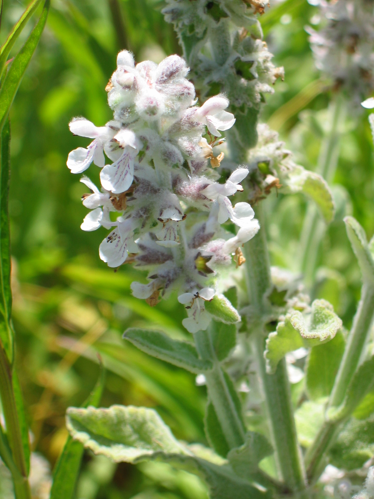 Stachys albens – The Watershed Nursery Cooperative