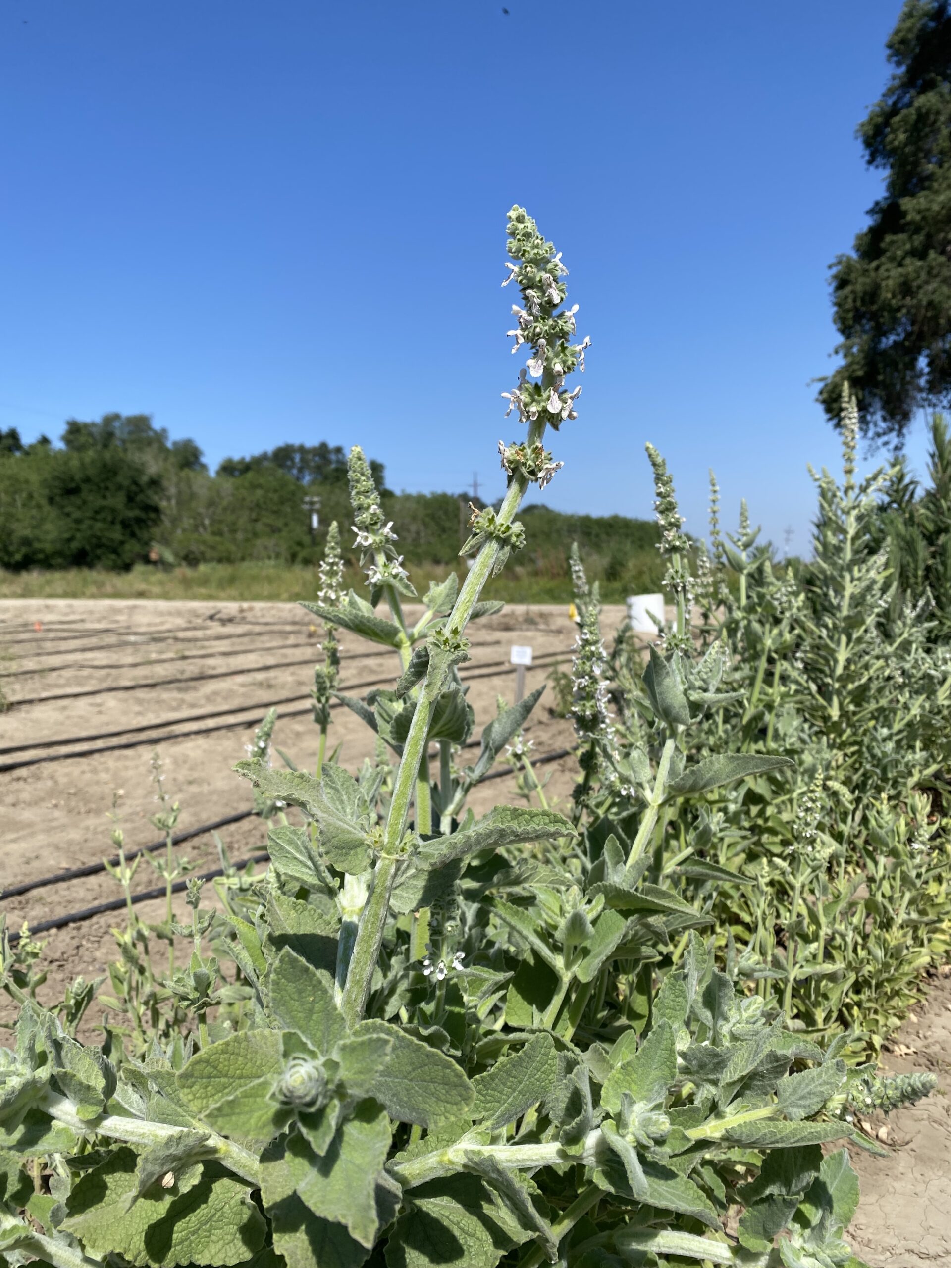 Stachys albens – The Watershed Nursery Cooperative